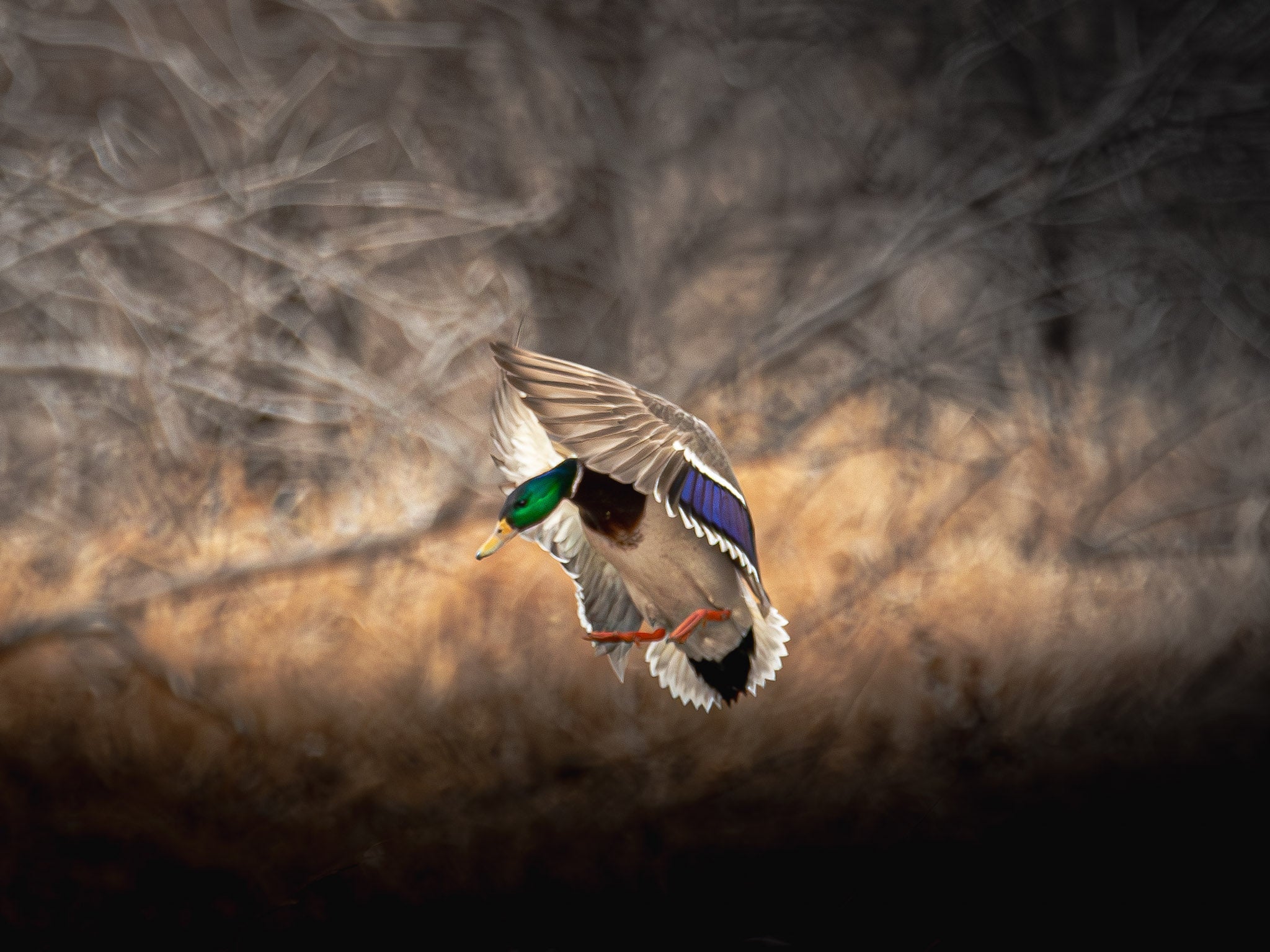 Mallard Heritage Collection – Prene Outdoors